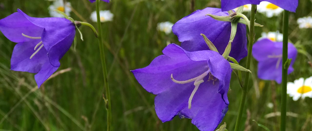 Vipeholmsexperimenten – Helena Wijk – Släktforskning & historia